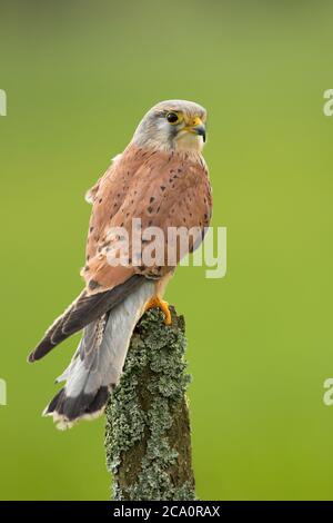 The common kestrel is a bird of prey species belonging to the kestrel ...
