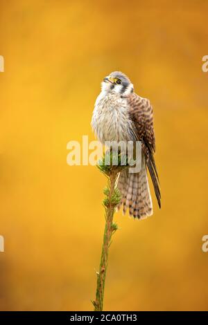 American kestrel flight Stock Photo - Alamy