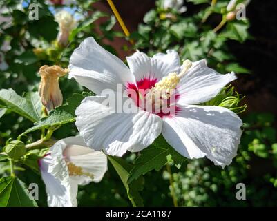 Hibiscus flower beautiful on tree Close up Stock Photo - Alamy