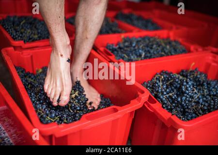 Man grape stomping Stock Photo - Alamy