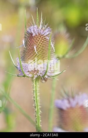 Flowering wild teasel in a close up Stock Photo - Alamy