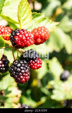 Loganberry (Rubus × loganobaccus), a hybrid of the North American ...