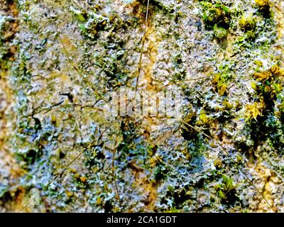GREEN SPIDER camouflaged on grass stem Micrommata viriscens Sussex, UK ...