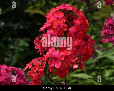 Red flowers. Phlox paniculata, fall phlox, garden phlox, perennial ...