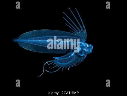 deep water cusk eel larva, possibly Luciobrotula sp., family Ophidiidae ...