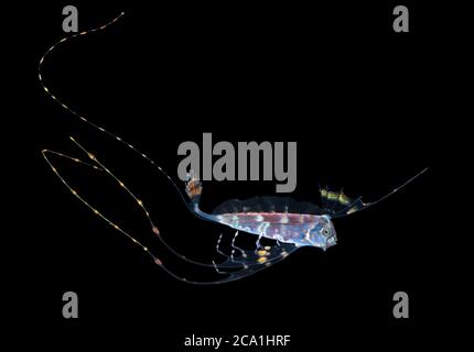 ribbonfish larva, family Trachipteridae, photographed during offshore ...