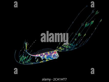 ribbonfish larva, family Trachipteridae, photographed during offshore ...