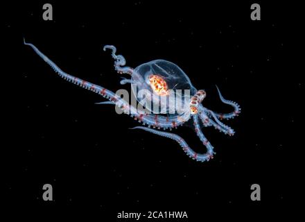 a larval Wonderpus Octopus, Wunderpus photogenicus, photographed during ...