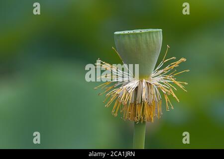 closeup of Scared Lotus carpellary receptacle Stock Photo - Alamy