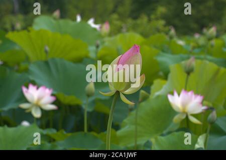 closeup of Scared Lotus blossom and bud Stock Photo - Alamy