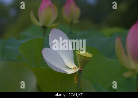 closeup of Scared Lotus carpellary receptacle Stock Photo - Alamy