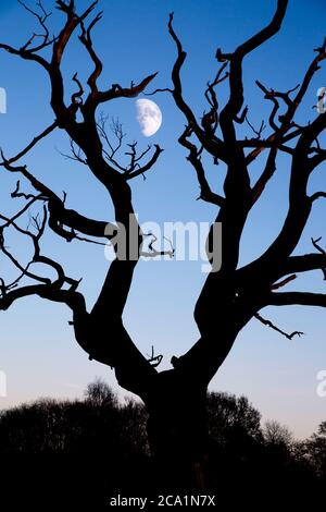 Tree branches on evening sky background in spring garden Stock Photo ...