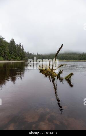 Raft Cove, Northern Vancouver Island, British Columbia, Canada Stock ...