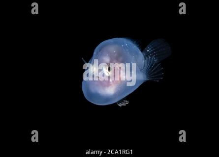 Anglerfish, Frogfish, juvenile, underwater in the Flores Sea. Komodo ...