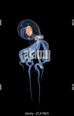 a larval Wonderpus Octopus, Wunderpus photogenicus, photographed during ...