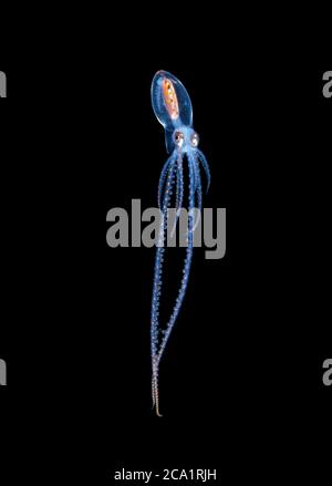 Long Arm Octopus, Abdopus species, paralarva, photographed at 80 feet ...