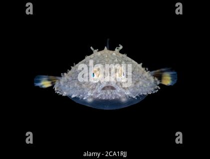 pancake batfish, Halieutichthys aculeatus, juvenile, almost fully ...