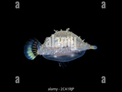 pancake batfish, Halieutichthys aculeatus, juvenile, almost fully ...