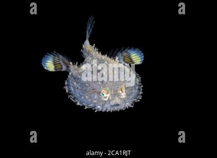pancake batfish, Halieutichthys aculeatus, juvenile, almost fully ...
