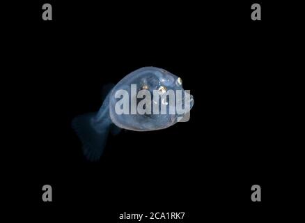 Telescopefish, Gigantura chuni, larva, a deep sea fish, fisrt ever ...