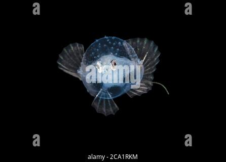 larval Pancake Batfish, Halieutichthys aculeatus, photographed during ...