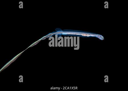 extremely rare photograph of a larval Flabby whalefish, a cetomimiform ...