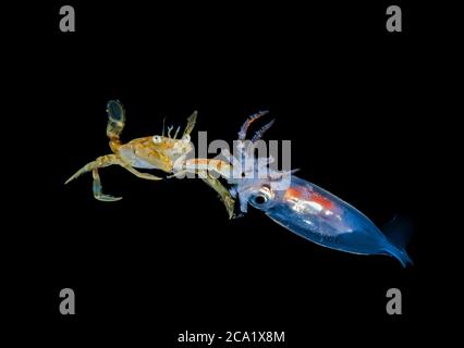 a pelagic sargassum swimming crab, Portunus sayi, feeding on an ...