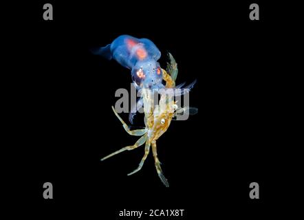 a pelagic sargassum swimming crab, Portunus sayi, feeding on an ...