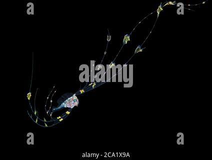 ribbonfish larva, family Trachipteridae, photographed during offshore ...