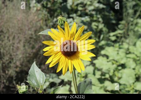 Wild Arizona Sunflower. The flower of a wild Sunflower native to the ...