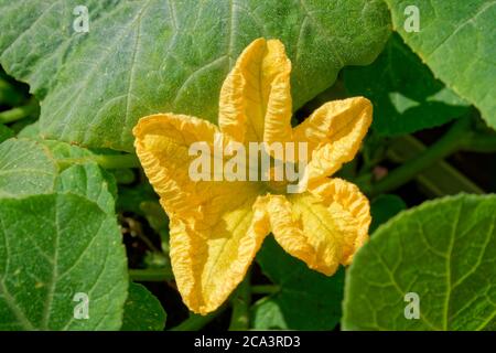 Female butternut squash flower (Cucurbita moschata). Plants in the ...