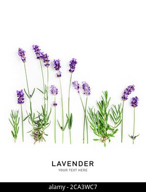 Lavender flowers and leaves creative layout isolated on white ...