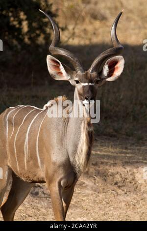 Greater Kudu are large antelope that prefer to live in thicker bush ...