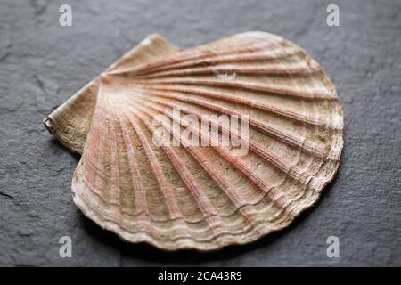 An example of the shell of a king scallop, Pecten maximus, photographed ...