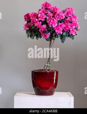 Pink Azalea topiary in the colorful pot Stock Photo - Alamy