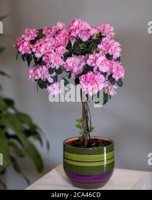 Pink Azalea topiary in the colorful pot Stock Photo - Alamy