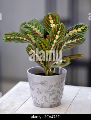 A Beautiful Diverse Female In Prayer Stock Photo - Alamy