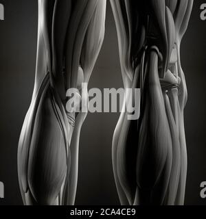 Anatomy illustration of human back of legs, calf muscles, knees. 3d ...