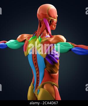 Anatomy illustration of back muscle groups. Muscle groups shown in ...