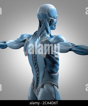Anatomy illustration of back muscle groups. Muscle groups shown in ...