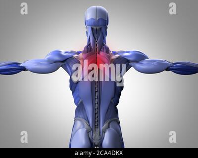 Anatomy illustration of back muscle groups. Muscle groups shown in ...