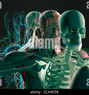 Human anatomy exploded view, diagram. Separate body systems muscle ...