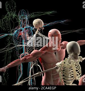Human anatomy exploded view, diagram. Separate body systems muscle ...