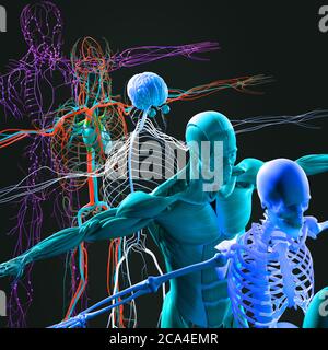 Human body systems Stock Photo - Alamy