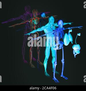 Anatomical drawing of the Muscular system, Circulatory system, Face ...