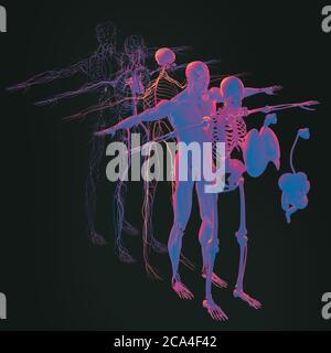 Anatomical drawing of the Muscular system, Circulatory system, Face ...