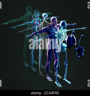 Human anatomy exploded view, diagram. Separate body systems muscle ...