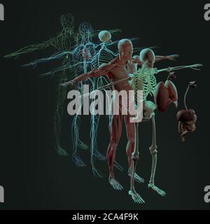 Human anatomy exploded view, diagram. Separate body systems muscle ...