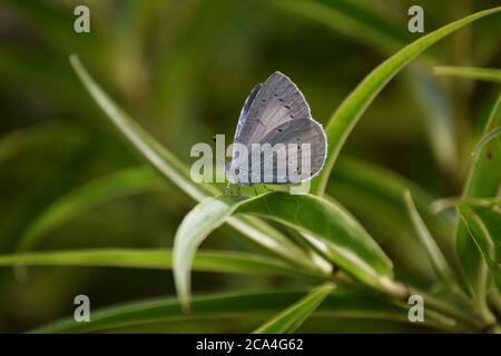Holly Blue Butterfly. Wings Closed Stock Photo - Alamy