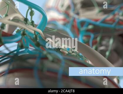 Anatomy body model extreme close-up. Selective focus. Human anatomy ...